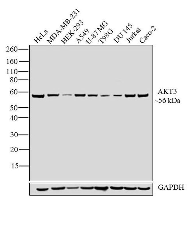 AKT3 Antibody (PA1-41700)