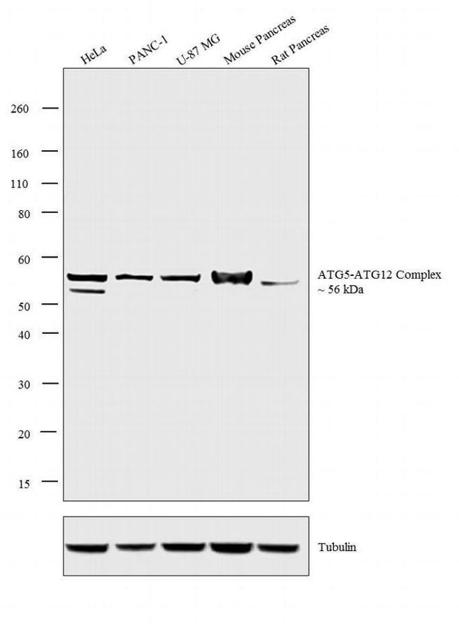 ATG5 Antibody (PA1-46178)