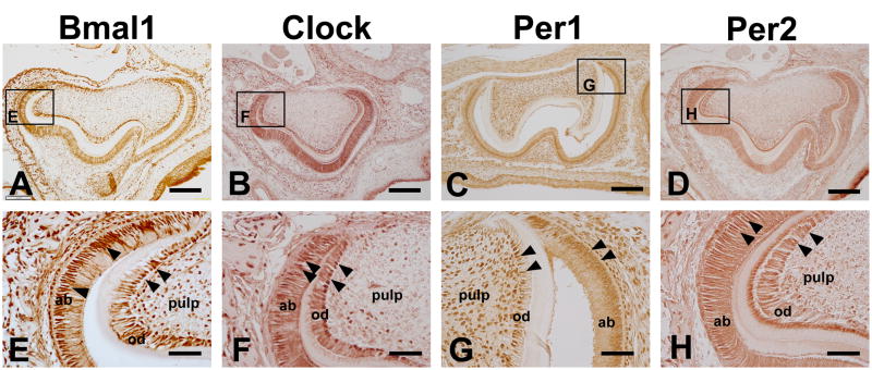 CLOCK Antibody (PA1-520)