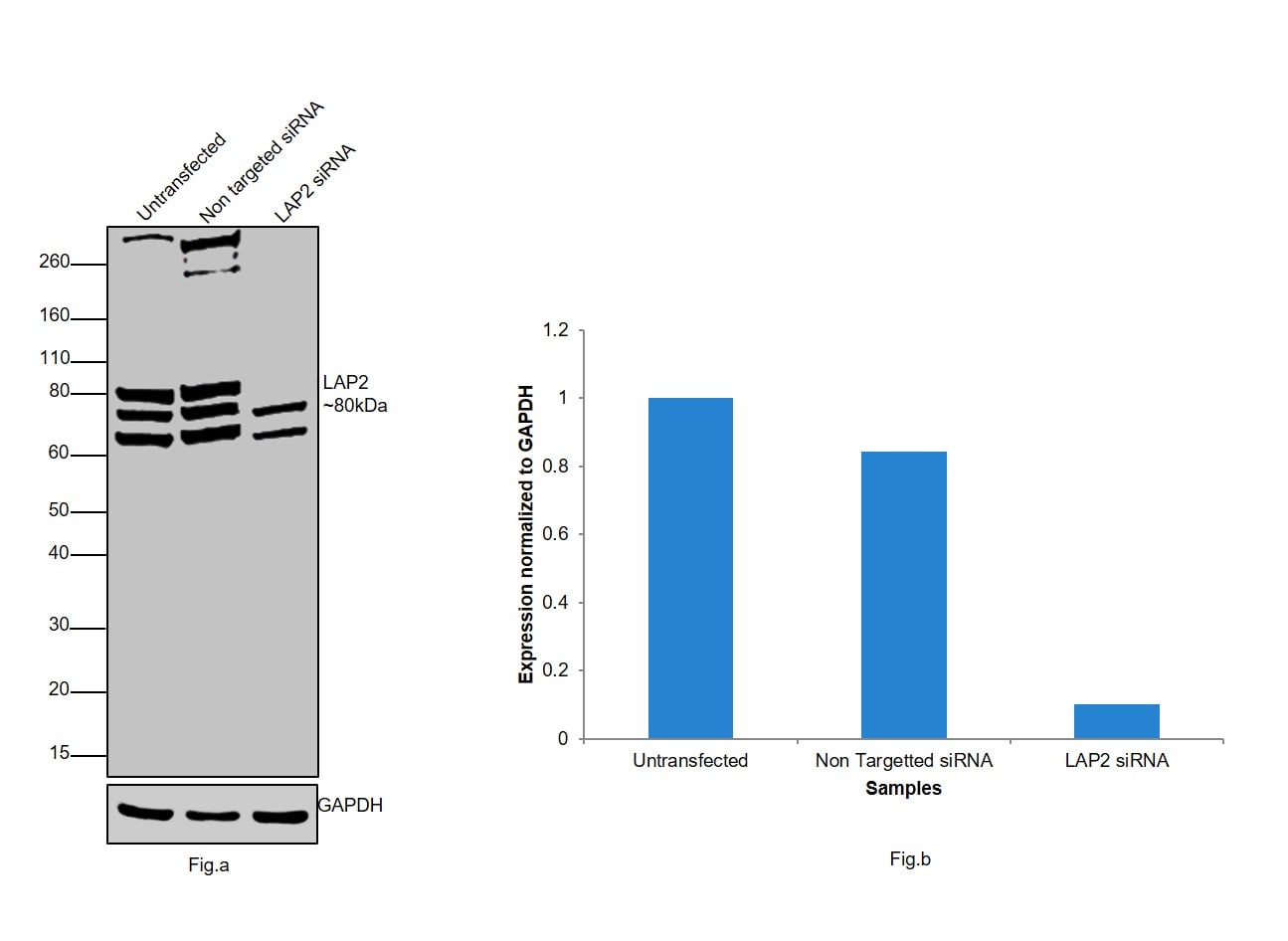 LAP2 alpha Antibody (PA1-5828)