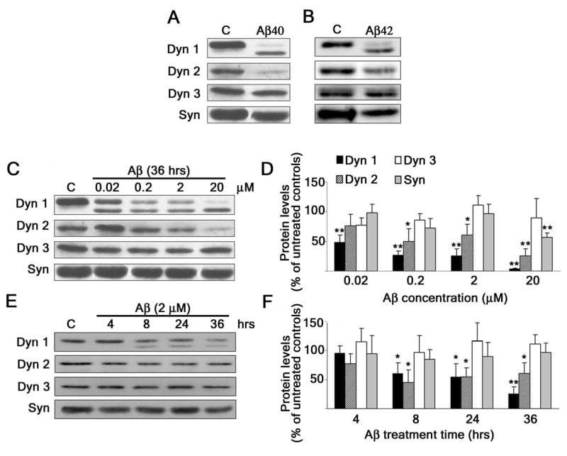 Dynamin 1 Antibody