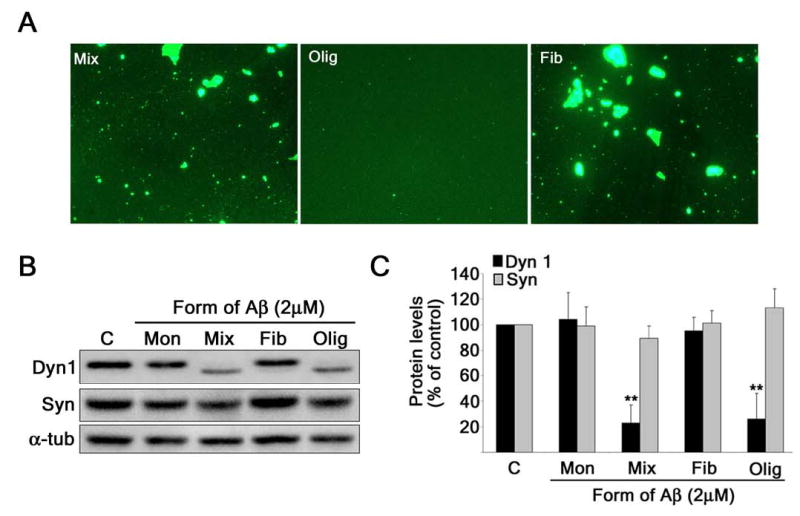 Dynamin 1 Antibody