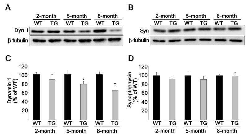 Dynamin 1 Antibody