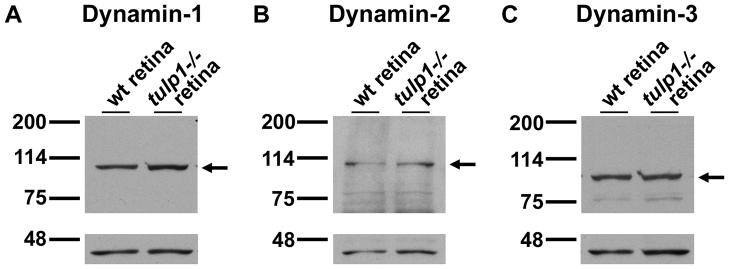 Dynamin 2 Antibody