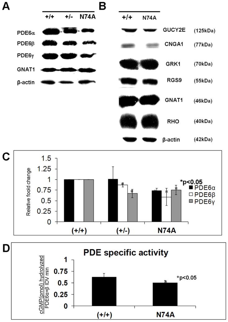 PDE6B Antibody