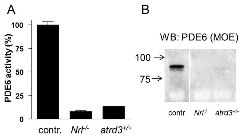 PDE6B Antibody (PA1-722)