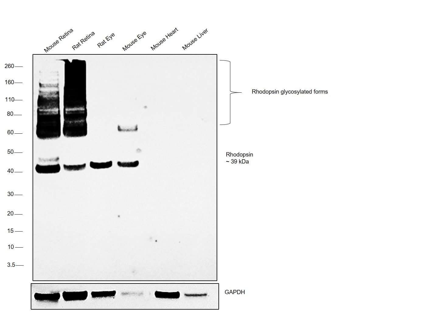Rhodopsin Antibody (PA1-729)