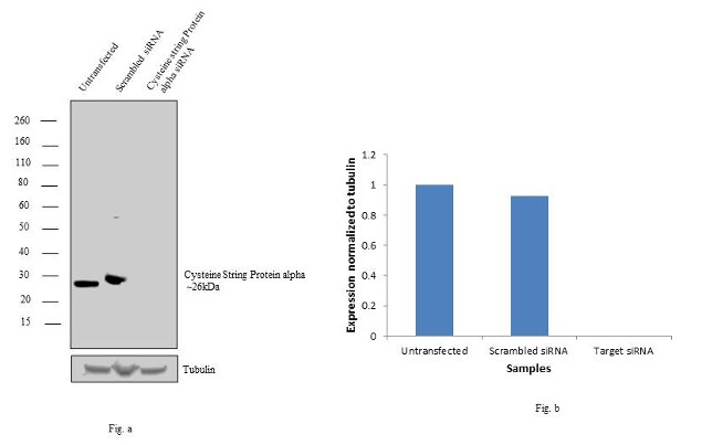 CSP alpha Antibody (PA1-776)