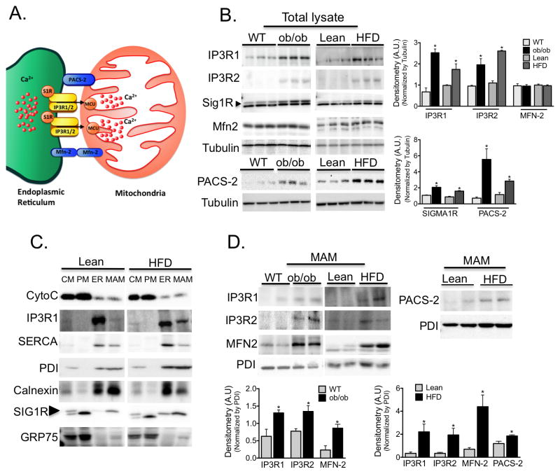 IP3 Receptor 1 Antibody (PA1-901)