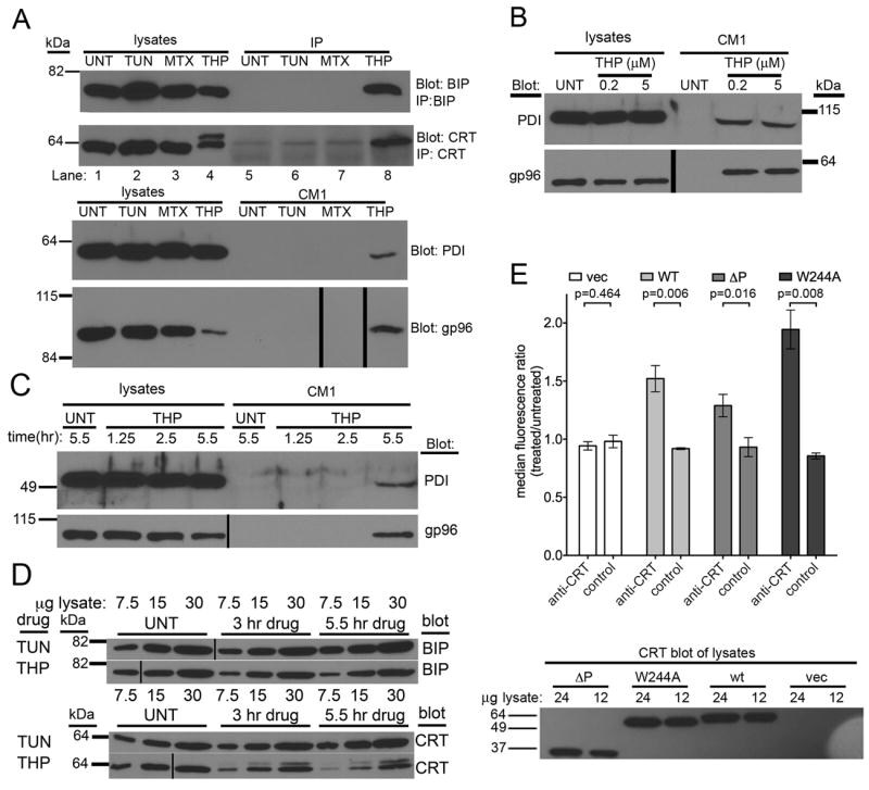 Calreticulin Antibody (PA1-902A)