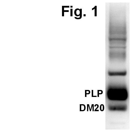 PLP1 Antibody (PA3-151)