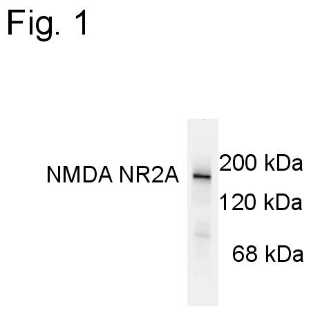 NMDAR2A Antibody (PA3-4664)