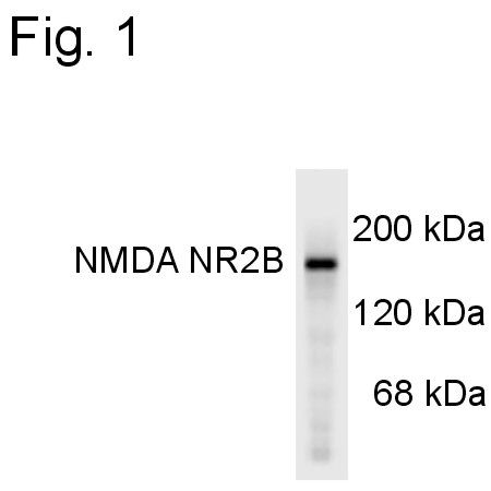 NMDAR2B Antibody (PA3-4665)