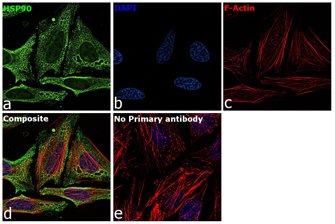 HSP90 alpha Antibody (PA3-013)