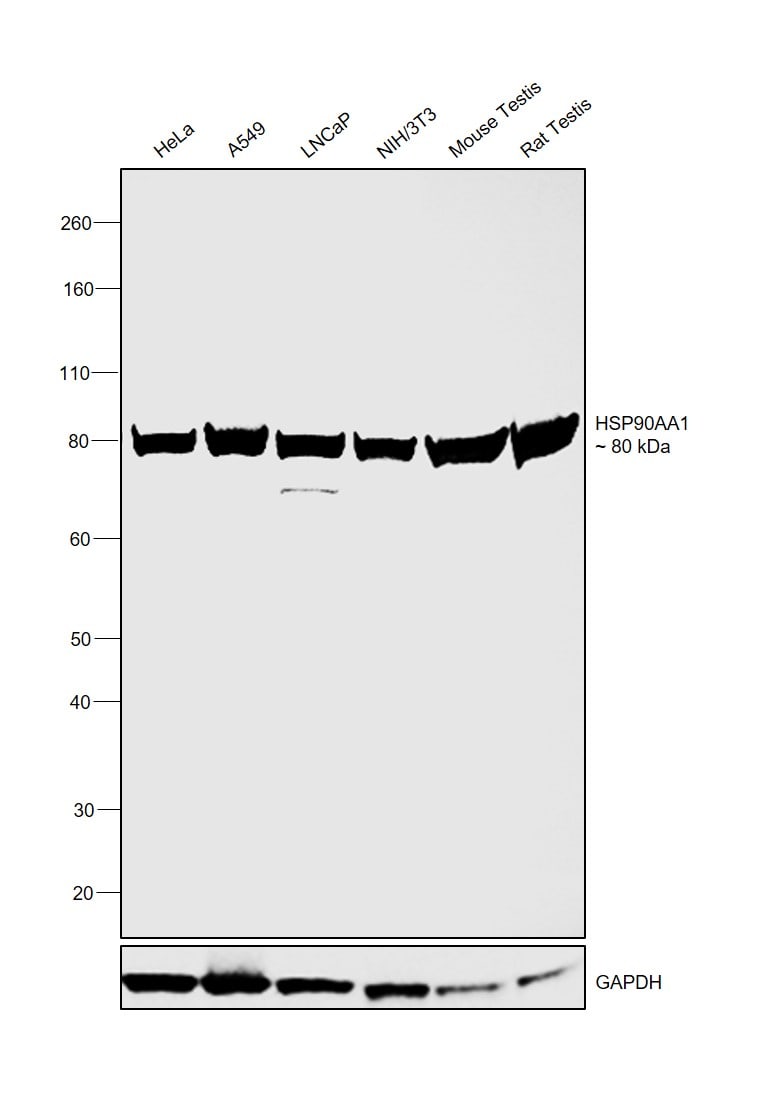 HSP90 alpha Antibody (PA3-013)