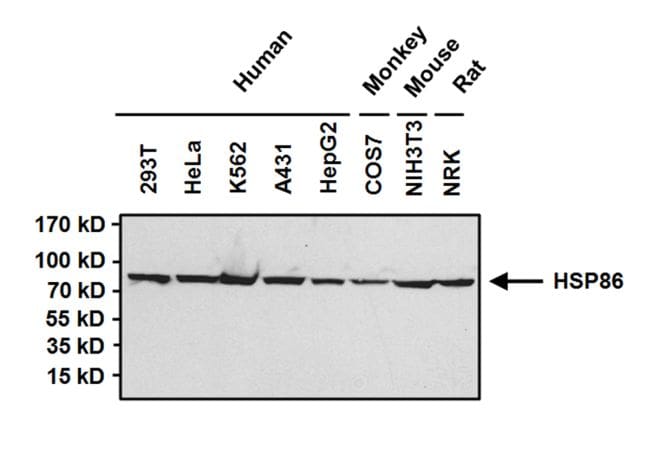 HSP90 alpha Antibody (PA3-013)
