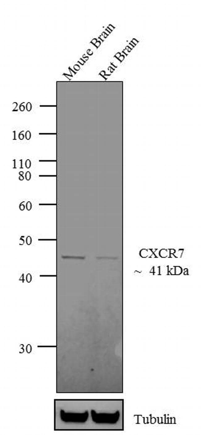 CXCR7 Antibody (PA3-069)