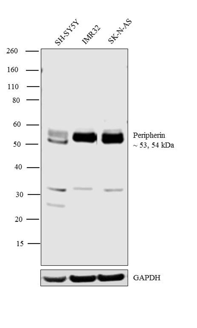 Peripherin Antibody (PA3-16723)