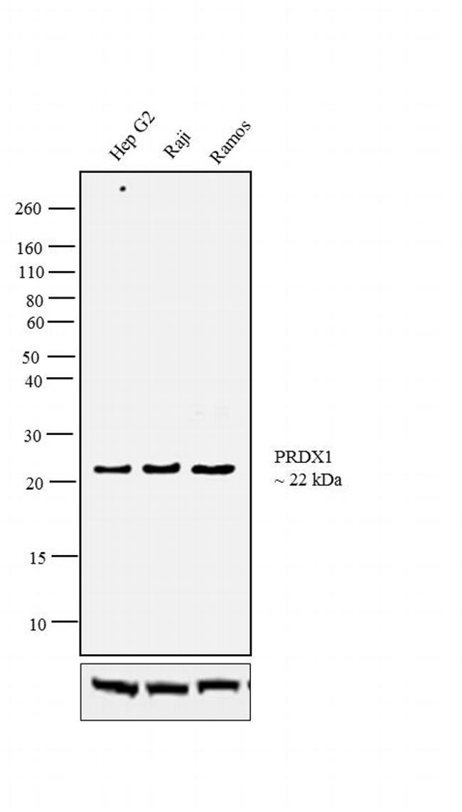 PRDX1 Antibody (PA3-750)