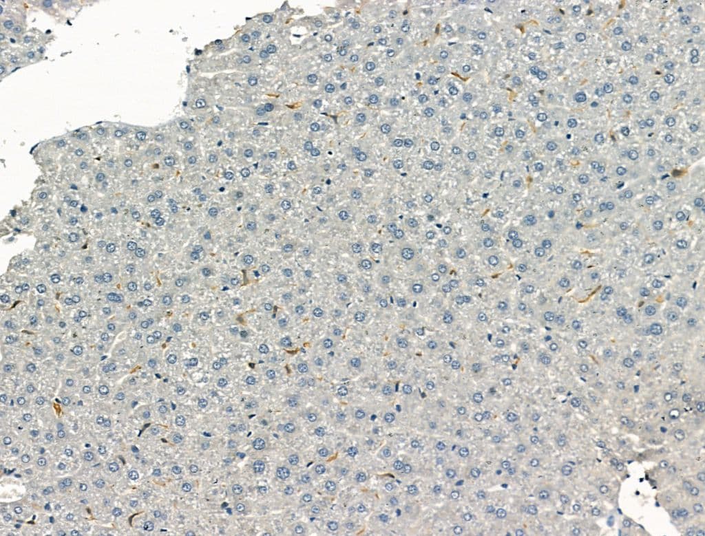 Complement C3 Antibody (PA5-114921)