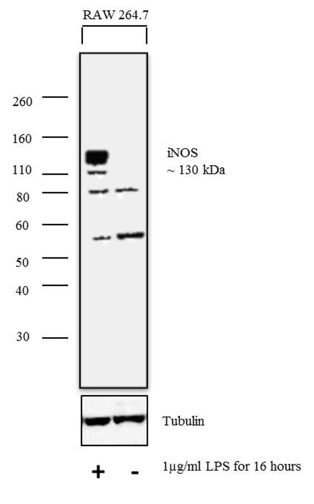 iNOS Antibody