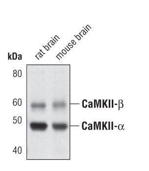 CaMKII alpha Antibody (PA5-17095)