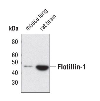 Flotillin 1 Antibody (PA5-17127)