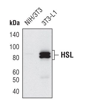HSL Antibody (PA5-17196)