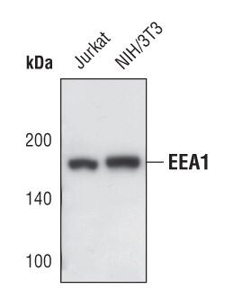 EEA1 Antibody (PA5-17228)
