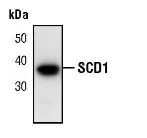 SCD Antibody (PA5-17331)