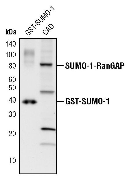 SUMO1 Antibody (PA5-17352)