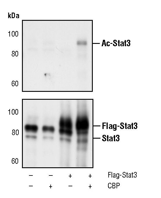 Acetyl-STAT3 (Lys685) Antibody (PA5-17429)