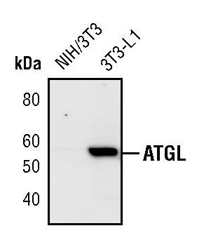 ATGL Antibody (PA5-17436)