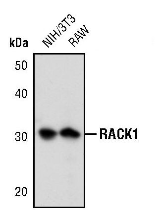 RACK1 Antibody (PA5-17484)