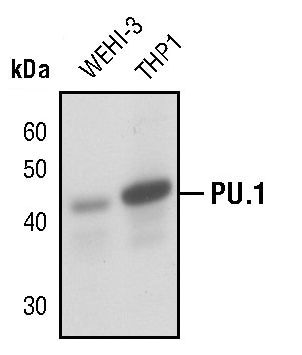 PU.1 Antibody (PA5-17505)