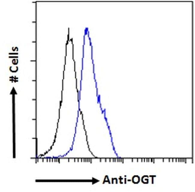 OGT Antibody (PA5-18658)