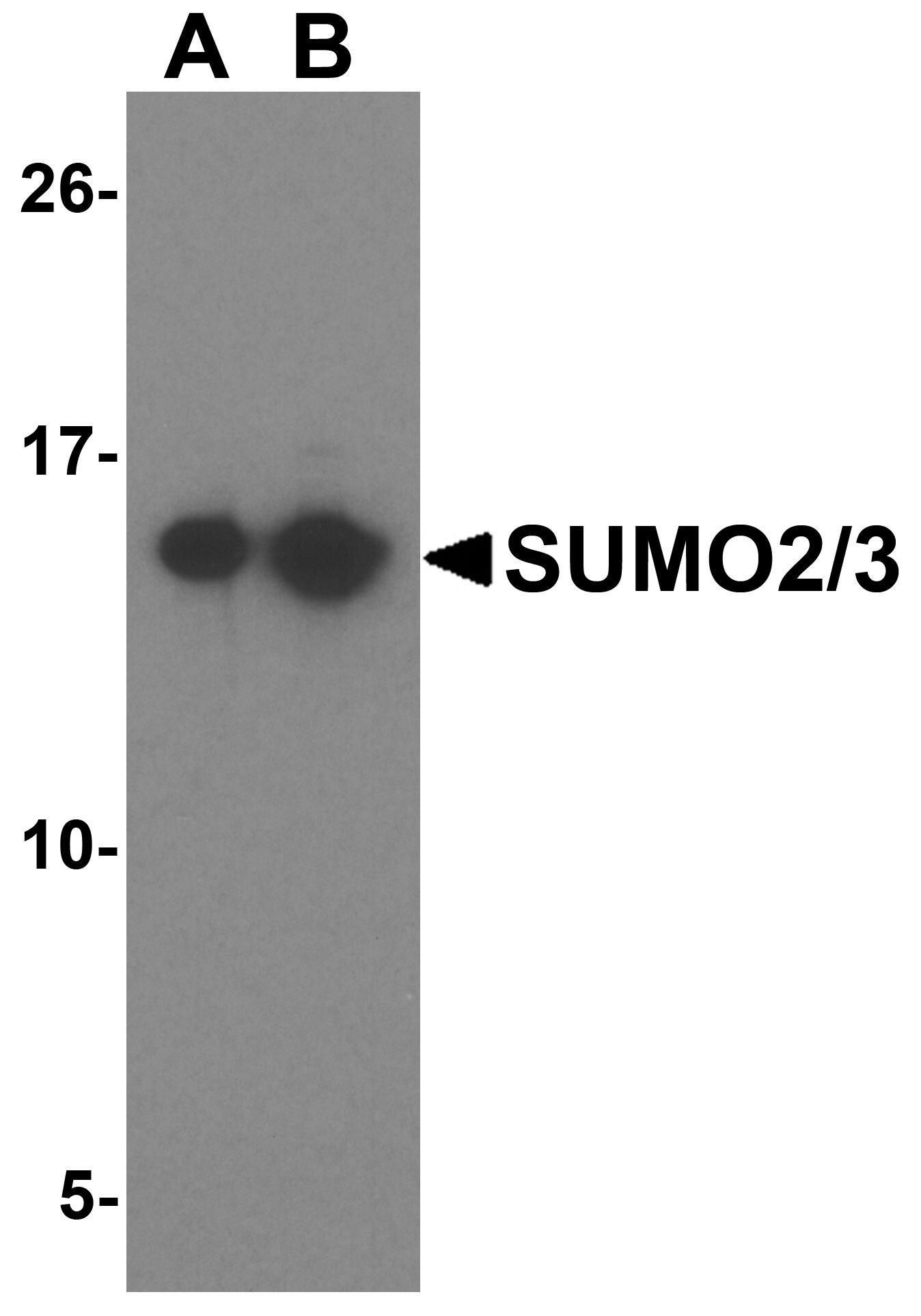 SUMO2/SUMO3 Antibody (PA5-20959)