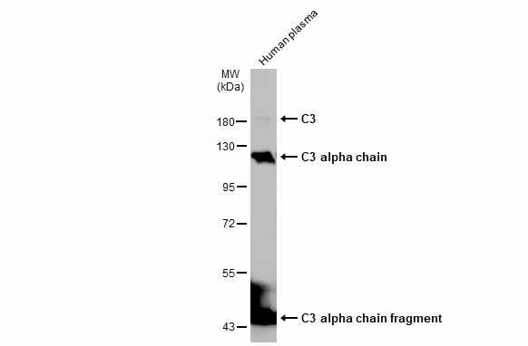 Complement C3 Antibody (PA5-21349)