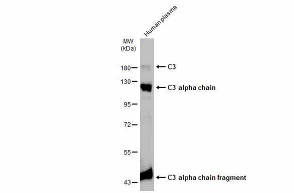 Complement C3 Antibody (PA5-21349)