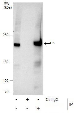 Complement C3 Antibody (PA5-21349)