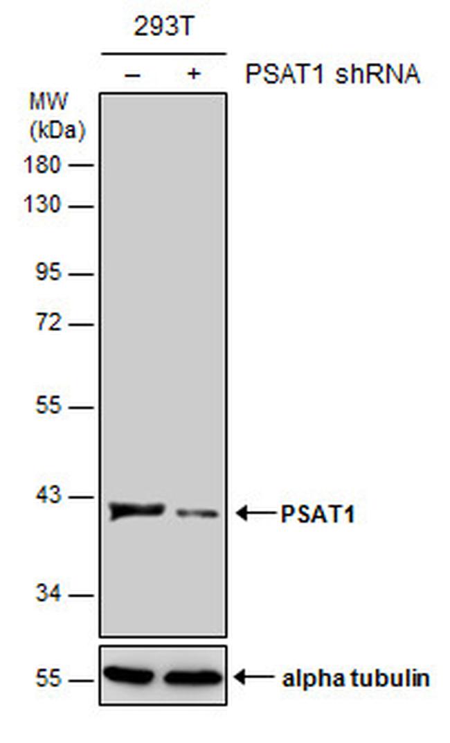 PSAT1 Antibody (PA5-22124)