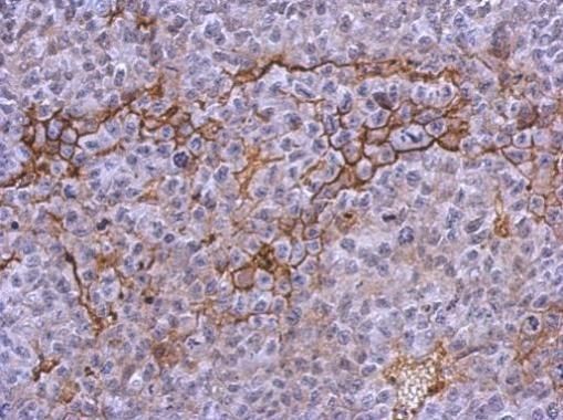 CD41 Antibody (PA5-22307)