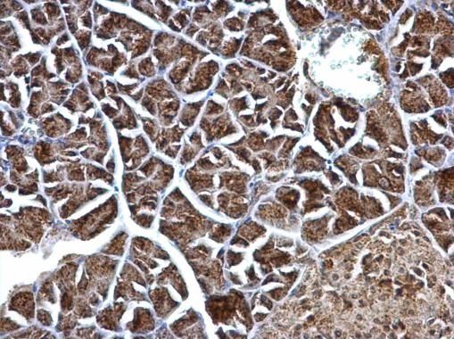 ERAB Antibody (PA5-27155)