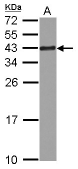 RPSA Antibody (PA5-27281)