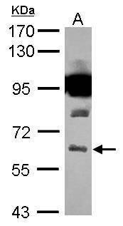 VGAT Antibody (PA5-27569)