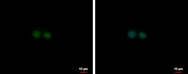 NFE2 Antibody (PA5-27762)