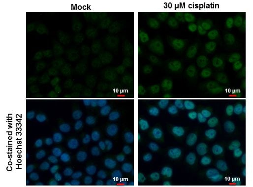 p53 Antibody (PA5-27822)