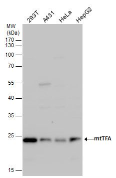 TFAM Antibody (PA5-29571)