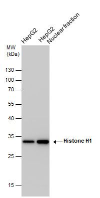 Histone H1 Antibody (PA5-30055)