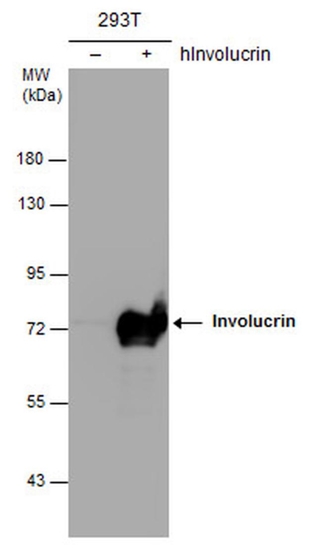 Involucrin Antibody (PA5-30582)